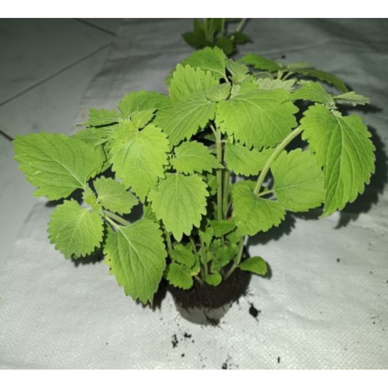 Jual pohon matcho kualitas super ( daun lebat ranting banyak) | Shopee ...