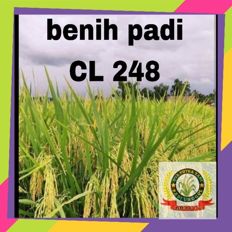 Jual BENIH PADI SUPER ORIGINAL CL 248 1KG | Shopee Indonesia