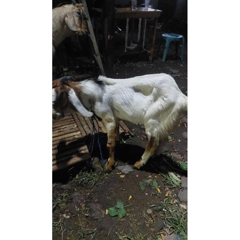 Jual kambing qurban harga 2.7 | Shopee Indonesia
