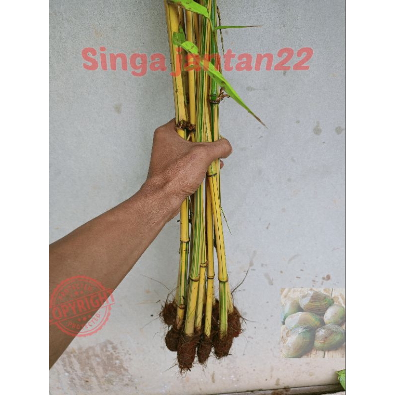 Jual Bambu kuning pembawa hoki bibit bambu kuning 80 cm | Shopee Indonesia
