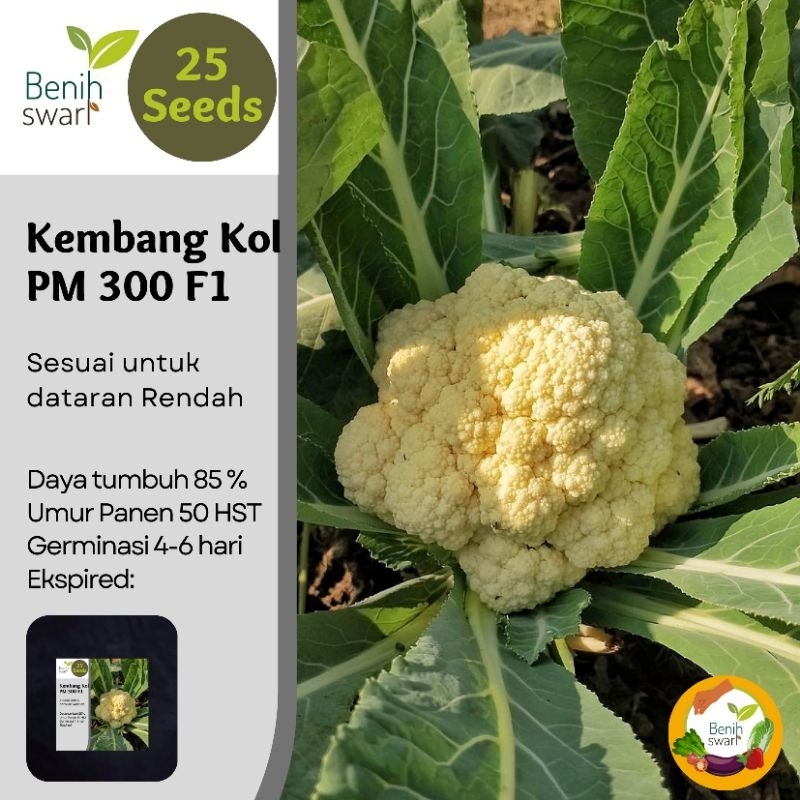 Jual Benih Swari: (isi 25 butir) Benih Kembang kol Dataran Rendah / Bunga Kol PM 3000 F1 ...