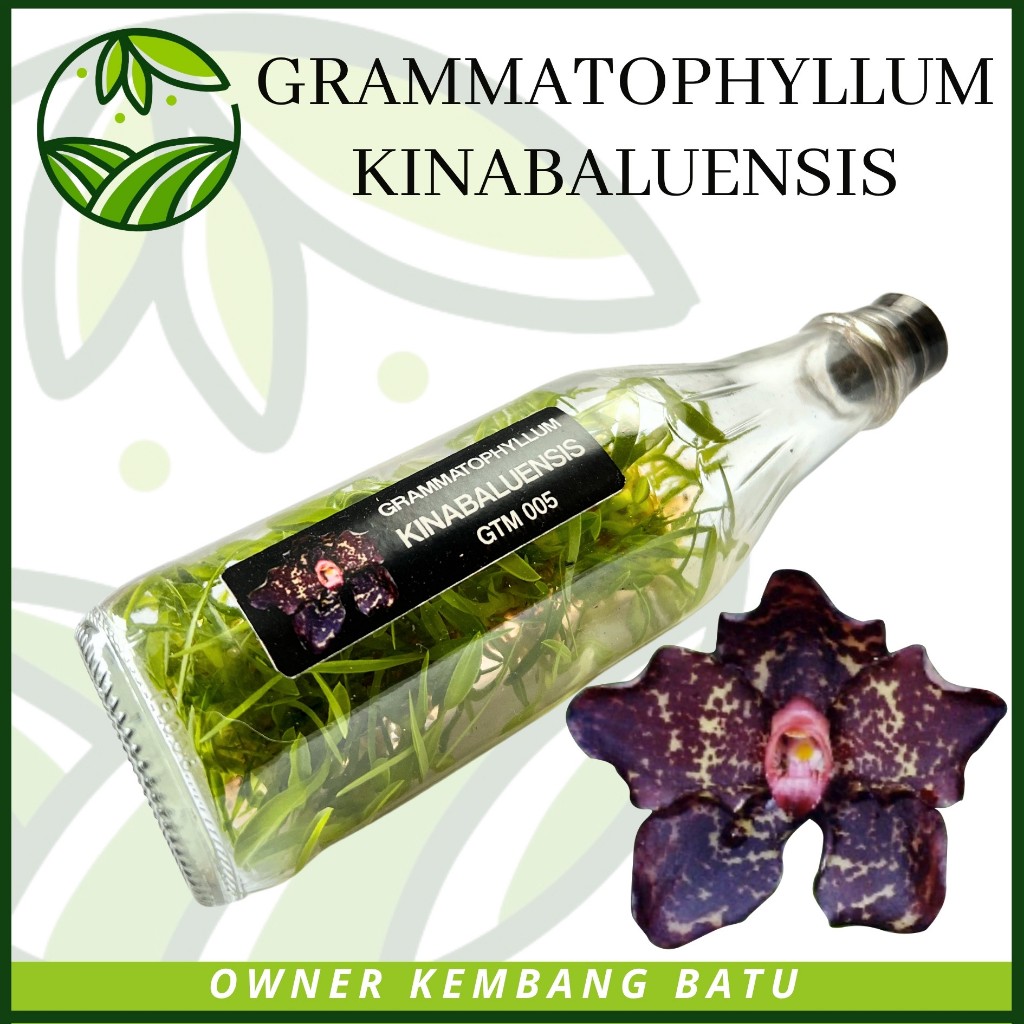 Jual Botolan Anggrek Grammatophyllum KINABALUENSIS Isi 30-45 Siap Aklim ...