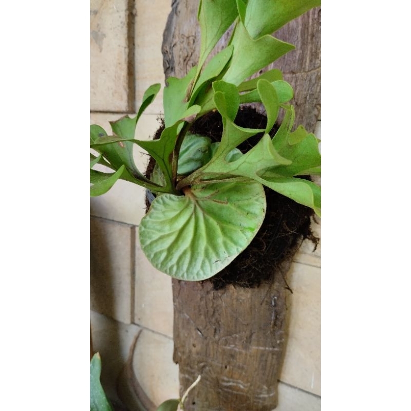 Jual Platycerium Ridleyi Simbar menjangan kalimantan | Shopee Indonesia