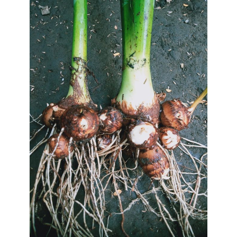Jual bibit talas satoimo/talas jepang kaya manfaat. | Shopee Indonesia
