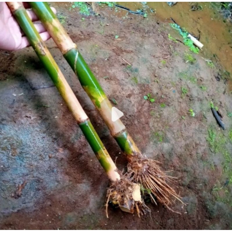 Jual bibit bambu apus | Shopee Indonesia