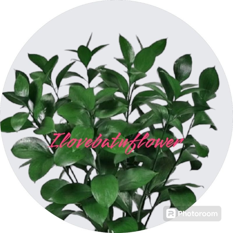 Jual Bunga Ruskus Segar Bunga Potong 1 Ikat Isi 10 Batang | Shopee ...