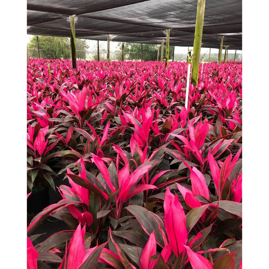 Jual TANAMAN HIAS CORDYLINE RED SISTER / HANJUANG / ANDONG MERAH ...