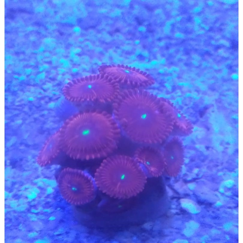 Jual Polip Buton Merah [FRAG] - Red People Eater | Shopee Indonesia