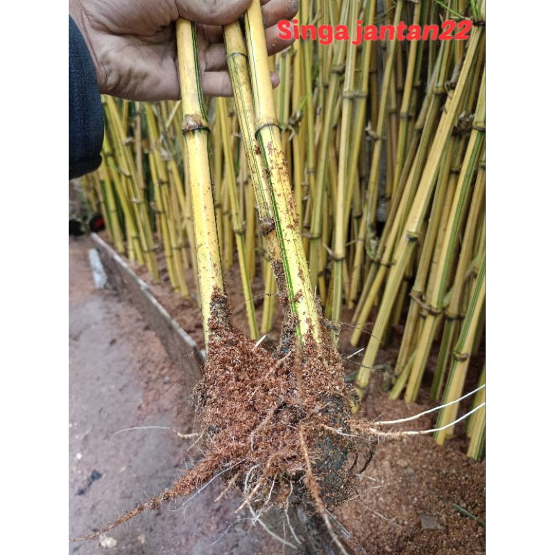 Jual Bambu kuning hias berakar 100 cm | Shopee Indonesia