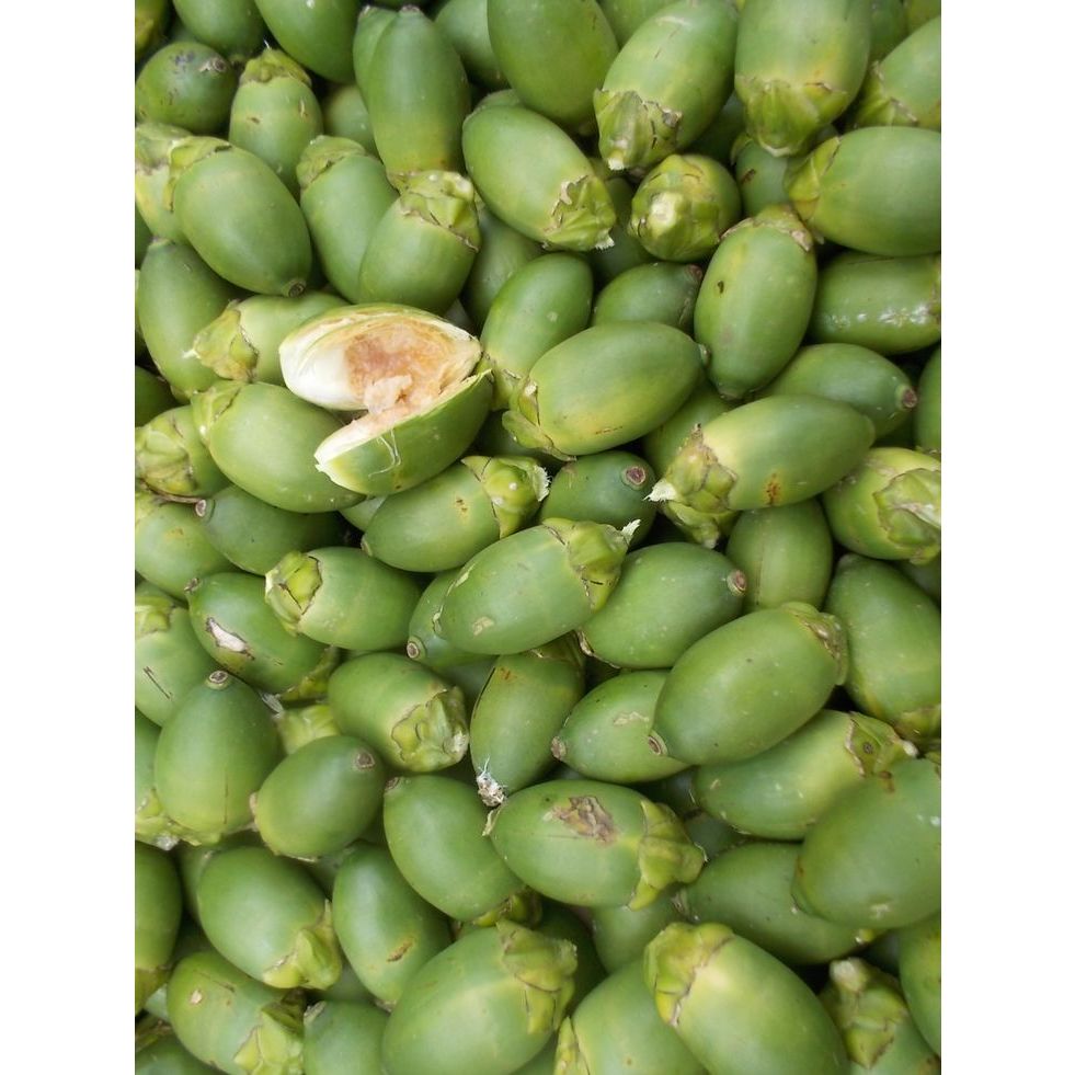Jual Satu butir buah Pinang Hijau Muda Fresh STAMINA HERBAL Buah Pinang ...