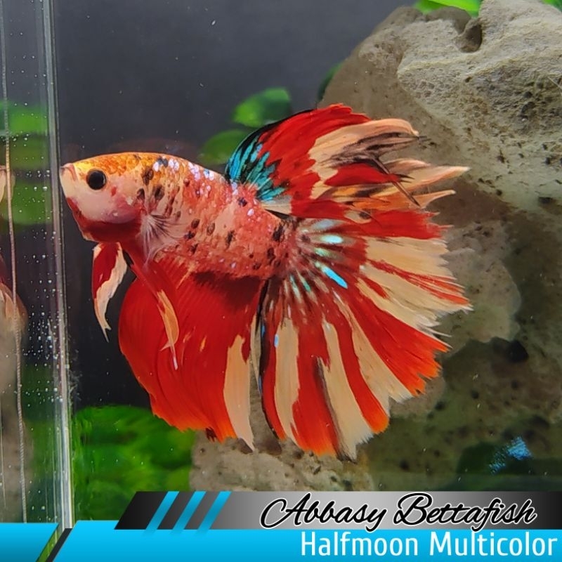 Jual Halfmoon Nemo Galaxy Male ( Real Pictures) | Shopee Indonesia