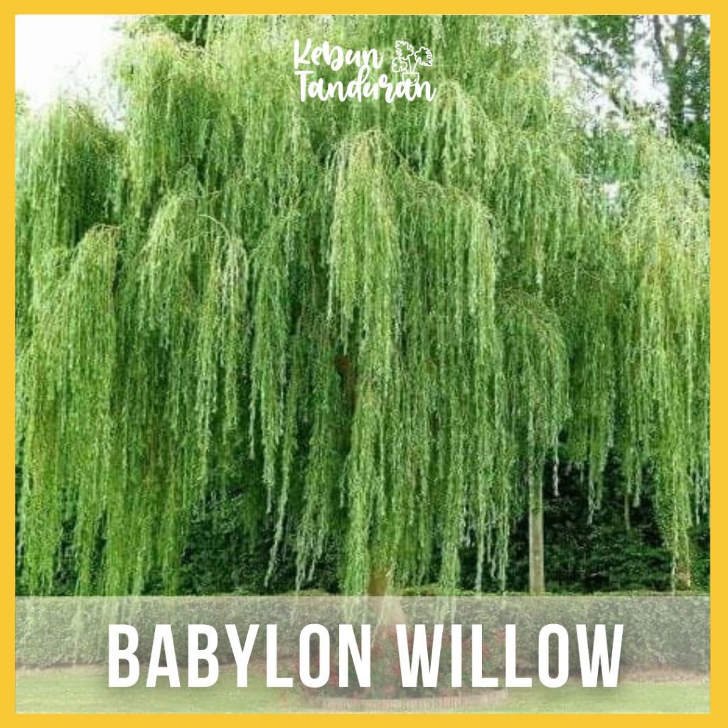 Jual Bibit Tanaman Peneduh Babylon Willow/ Tanaman Hias Menjuntai Liang ...