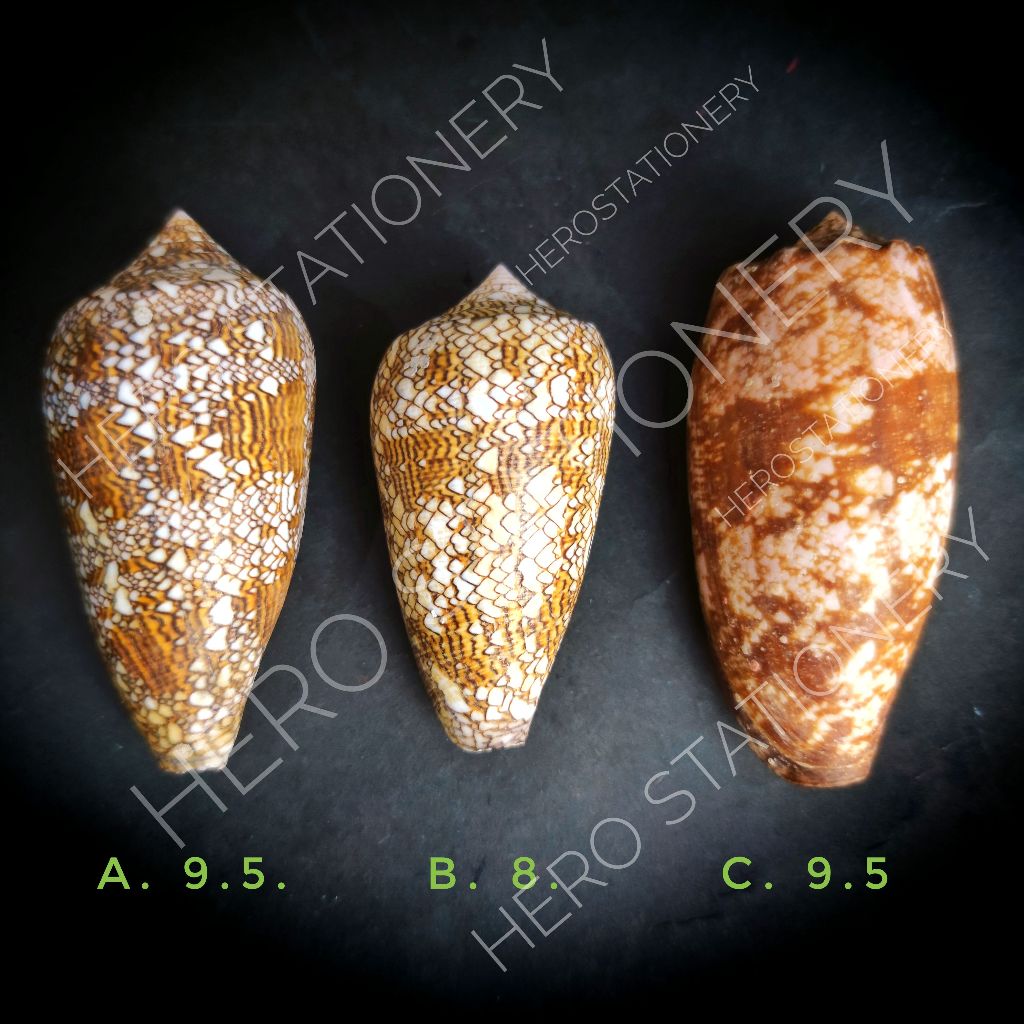 Jual Cangkang shell rumah keong siput Conus leopardus textile ...