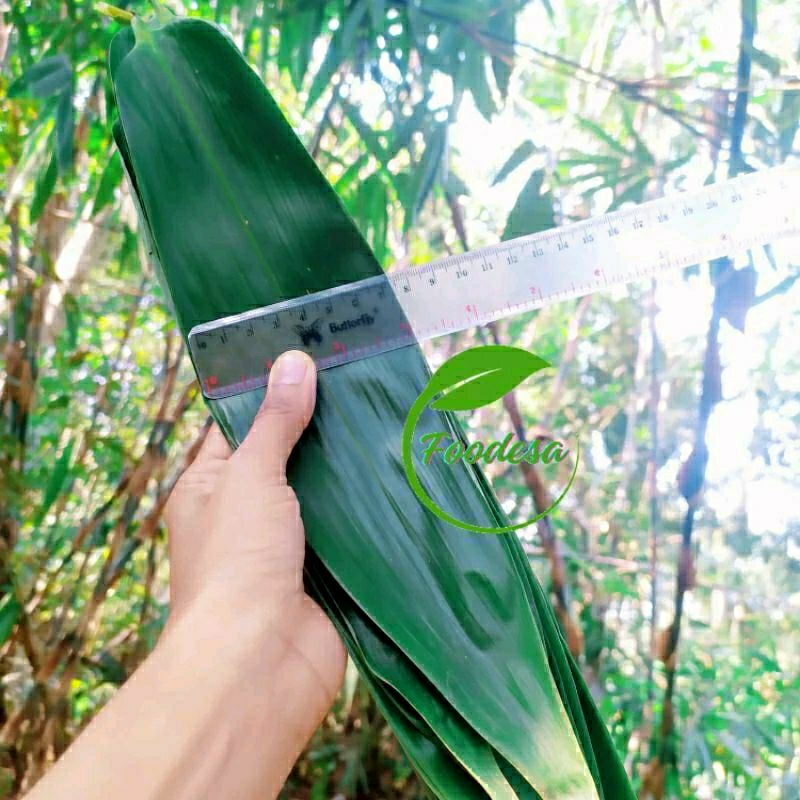 Jual Daun bambu segar bacang lebar 5-7cm | Shopee Indonesia