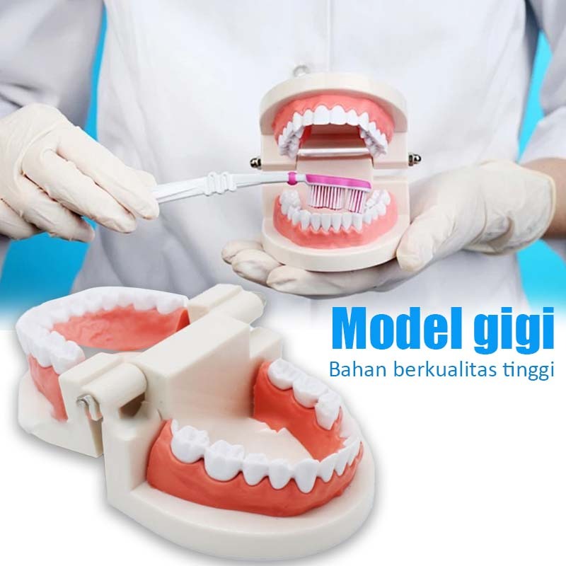 Jual Dental Model Study Edukasi Dokter Gigi Phantom Gigi Lepasan Model ...