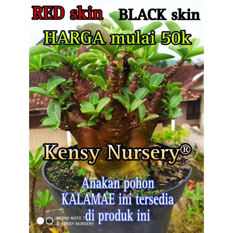 Jual ADENIUM SKIN HITAM | RED SKIN | BLACK SKIN | SKIN MERAH | SEEDLING ...