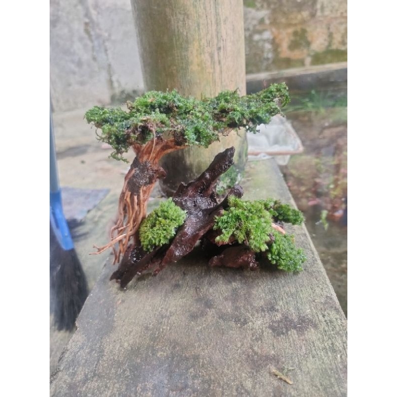 Jual bonsai kayu rentek aquascape murah | Shopee Indonesia