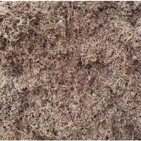 Jual Pakan Ikan Cacing Sutera Kering Tubifex SP Kualitas Impor/Cacing ...