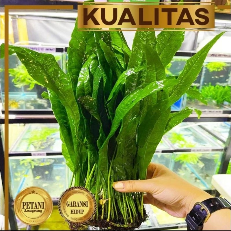 Jual Kadaka Raksasa 40 cm++ Tanaman Air Java Fern Hiasan Aquarium ...
