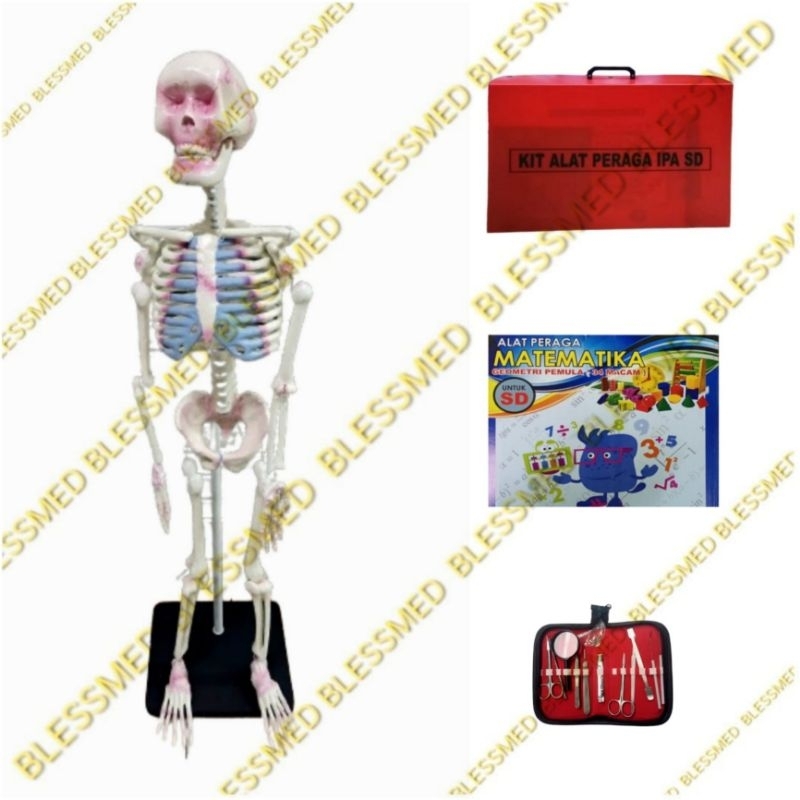 Jual Alat Peraga SD Sekolah Dasar (Kerangka Manusia 100cm + Kit ...
