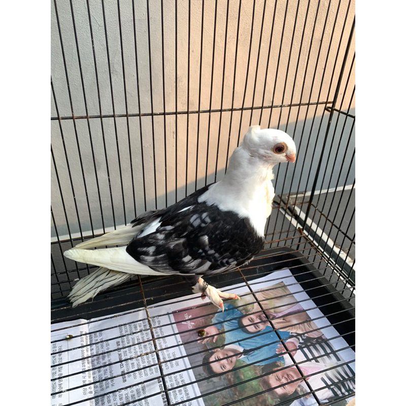 Jual Burung Merpati Hias Turki Jambul SANTINET cocok Aviary | Shopee ...