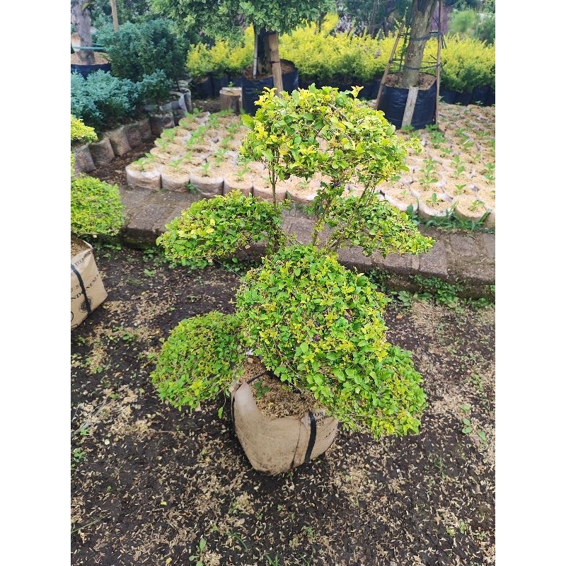 Jual legistrum registrum bonsai tanaman hias tinggi kurleb 80- 100 cm ...