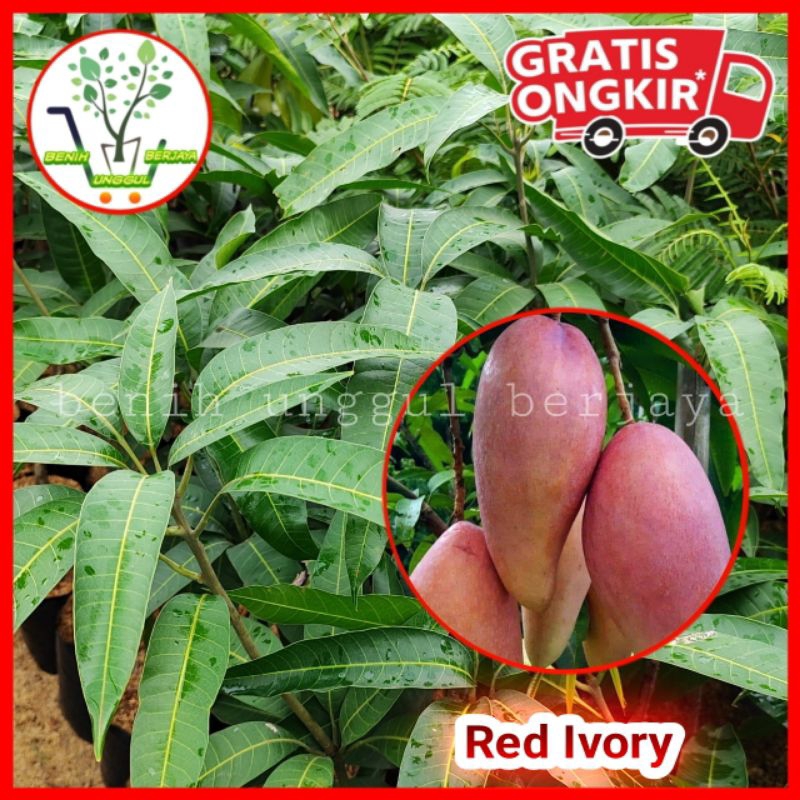Jual Bibit Mangga Red Ivory | Shopee Indonesia