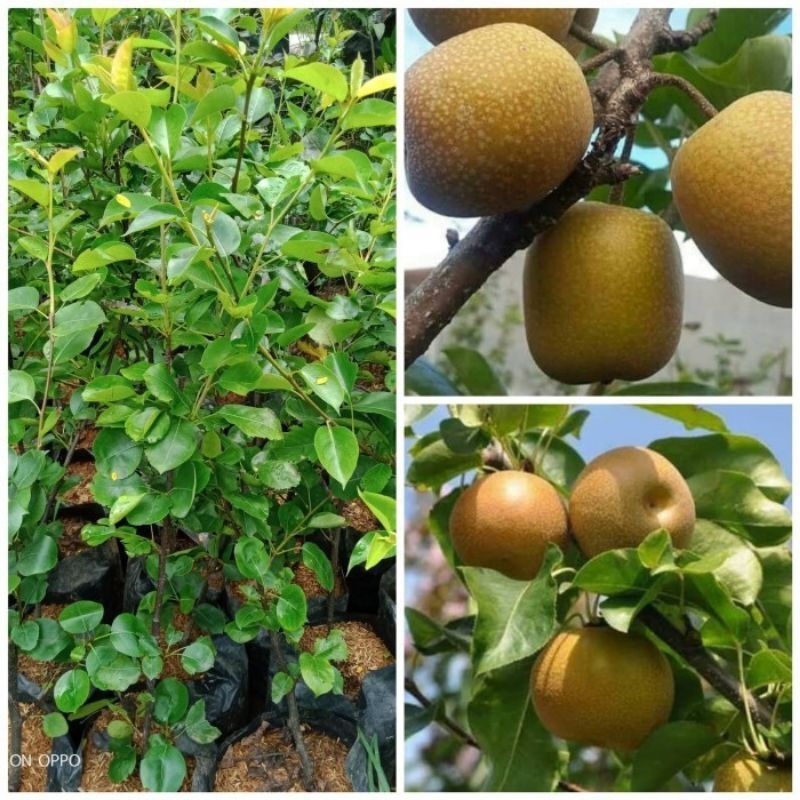 Jual bibit pir madu kondisi sudah siap berbunga siap di buahkan hasil ...