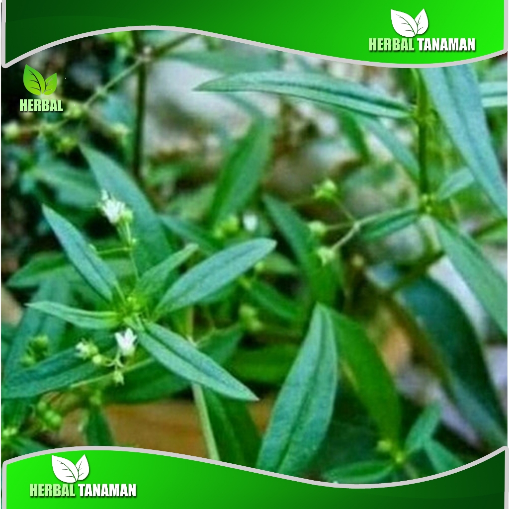 Jual rumput mutiara atau lidah ular obat herbal | Shopee Indonesia