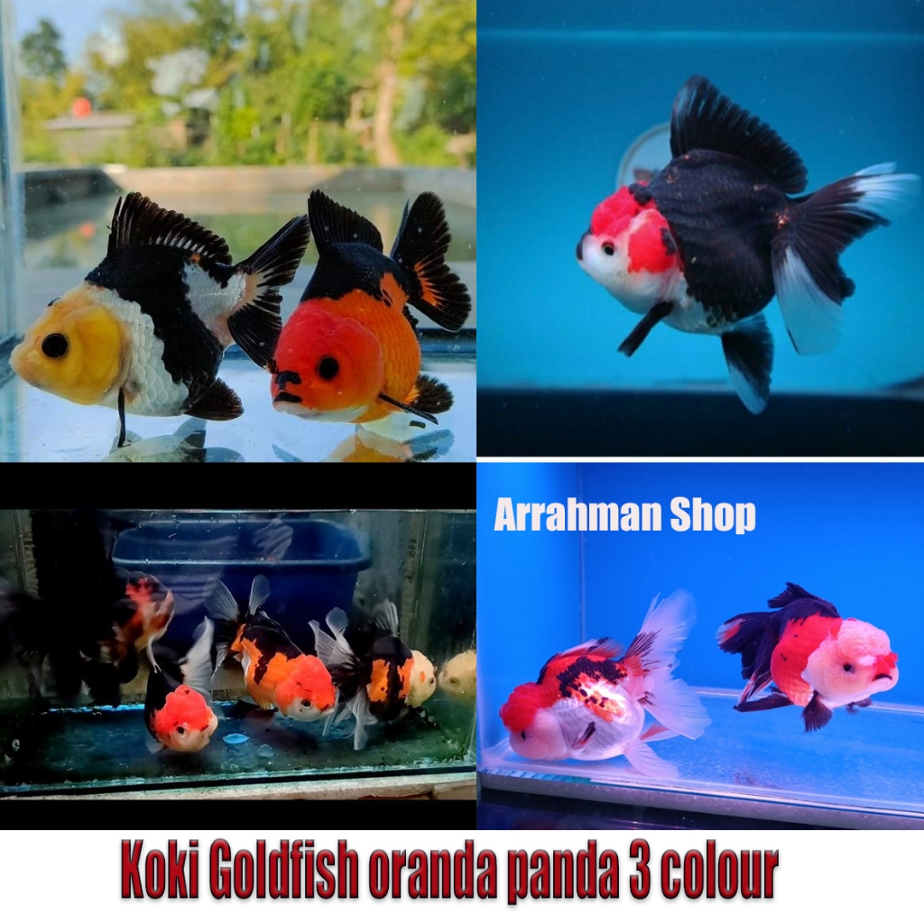 Jual Ikan Mas Koki Goldfish Panda - ikan koki panda Koki Goldfish ...