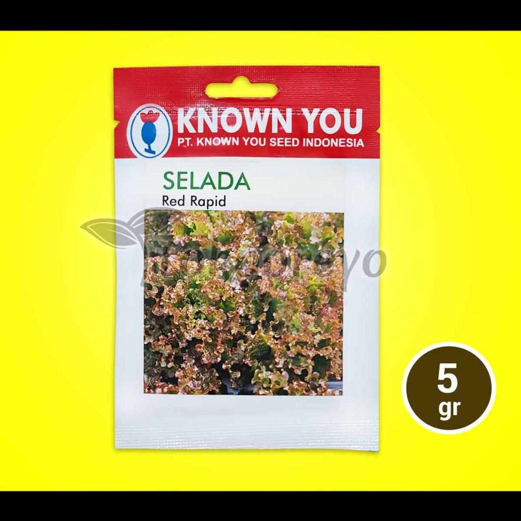 Jual BENIH KYS KNOWN YOU SELADA RED RAPID 5 GRAM KEMASAN PABRIK | Shopee Indonesia