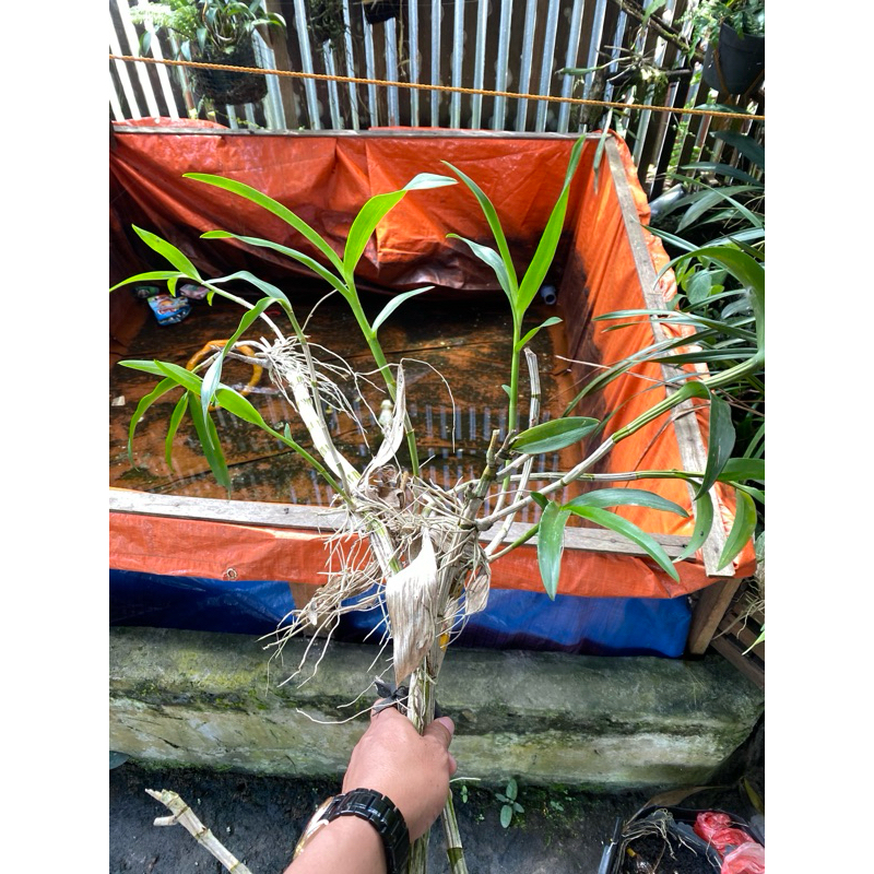 Jual Anggrek Capung Kalimantan Asli Wangi | Shopee Indonesia