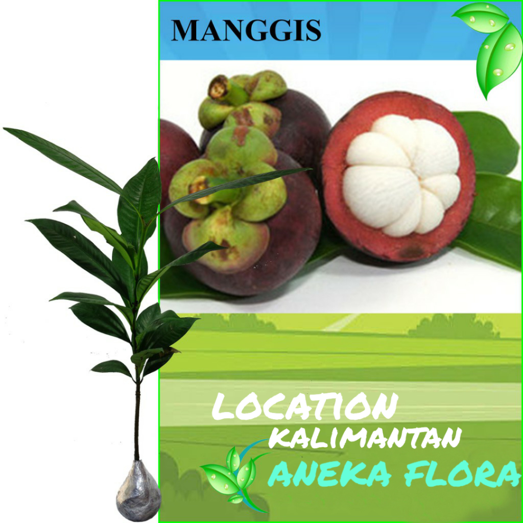 Jual bibit manggis | Shopee Indonesia