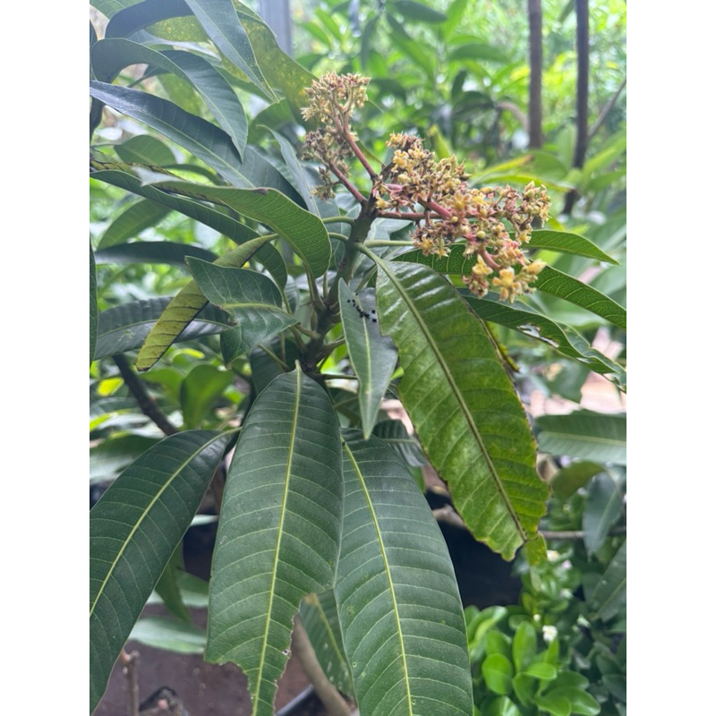 Jual Mangga Miyazaki BERBUNGA RIMBUN | Shopee Indonesia