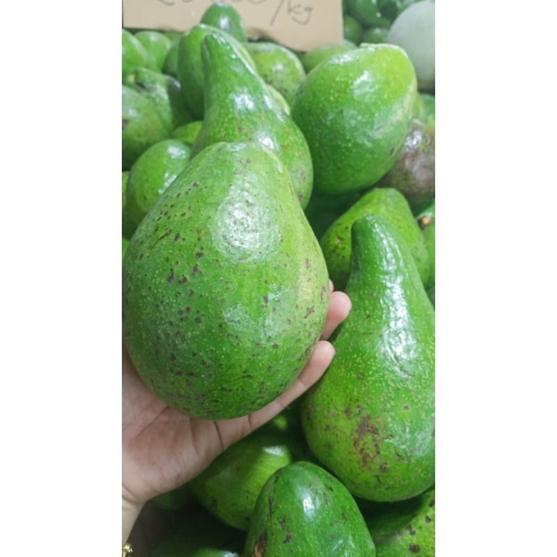 Jual Alpukat Jumbo Premium 1 Kilo | Shopee Indonesia