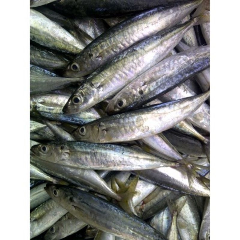 Jual Ikan Layang | Shopee Indonesia