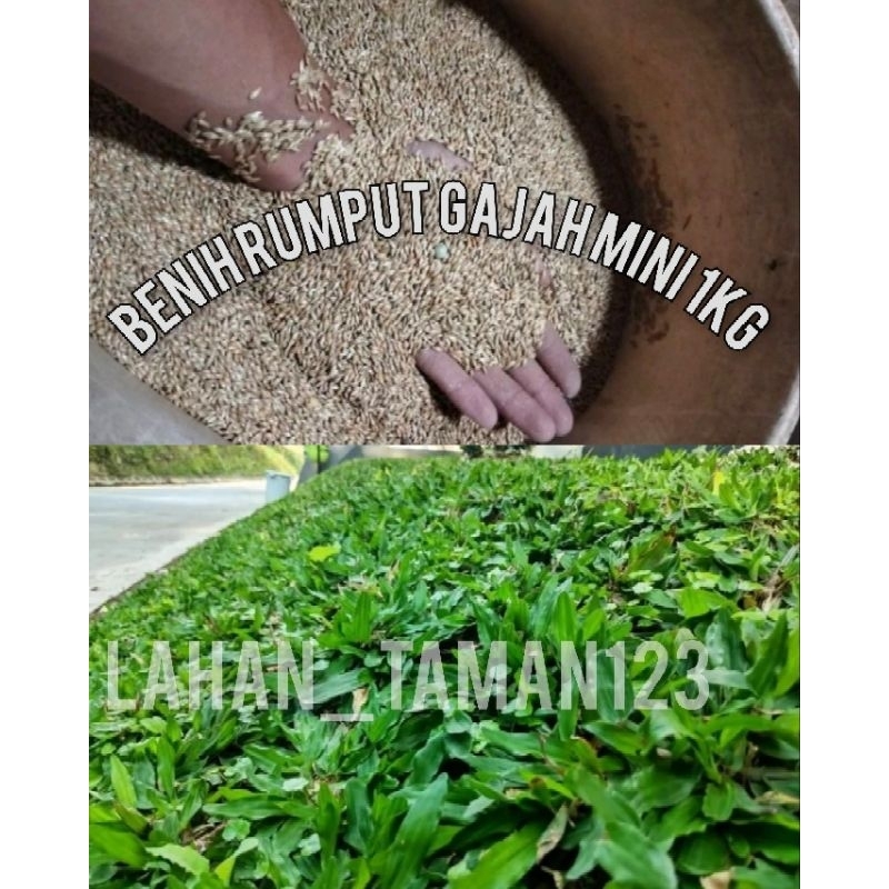 Jual BENIH RUMPUT GAJAH MINI 1KG | Shopee Indonesia