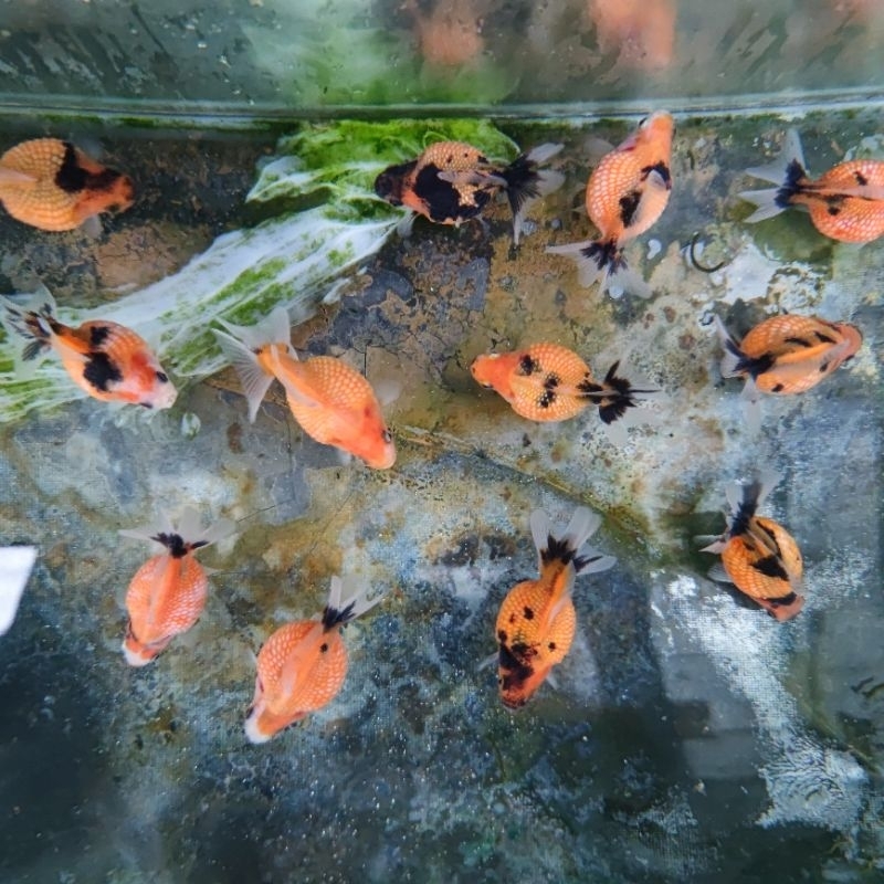 Jual Ikan Mas Koki Mutiara | Shopee Indonesia