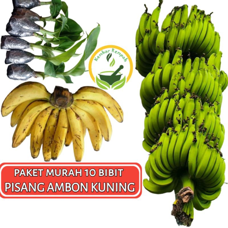 Jual Paket Murah 10 Bibit Pohon Pisang Ambon Kuning Bibit Tanaman ...