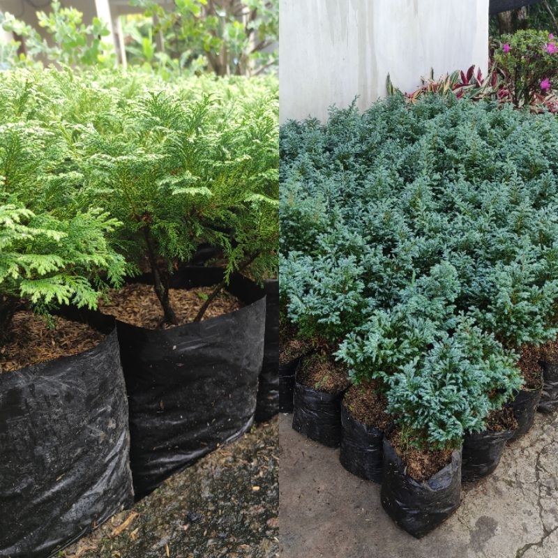 Jual Paket Hemat isi 2 Jenis Cemara (Inoki putih & Silver pine) Ukuran ...