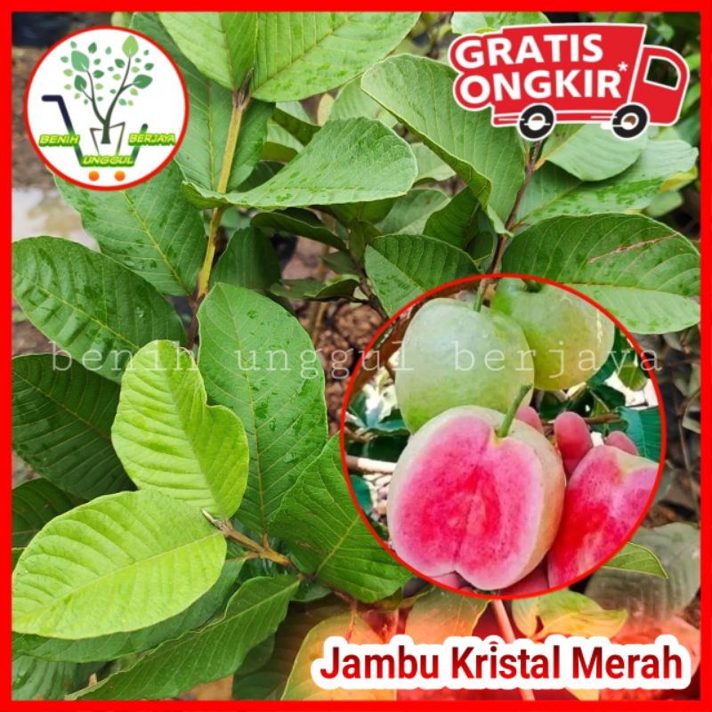 Jual Bibit Jambu Kristal Merah | Shopee Indonesia