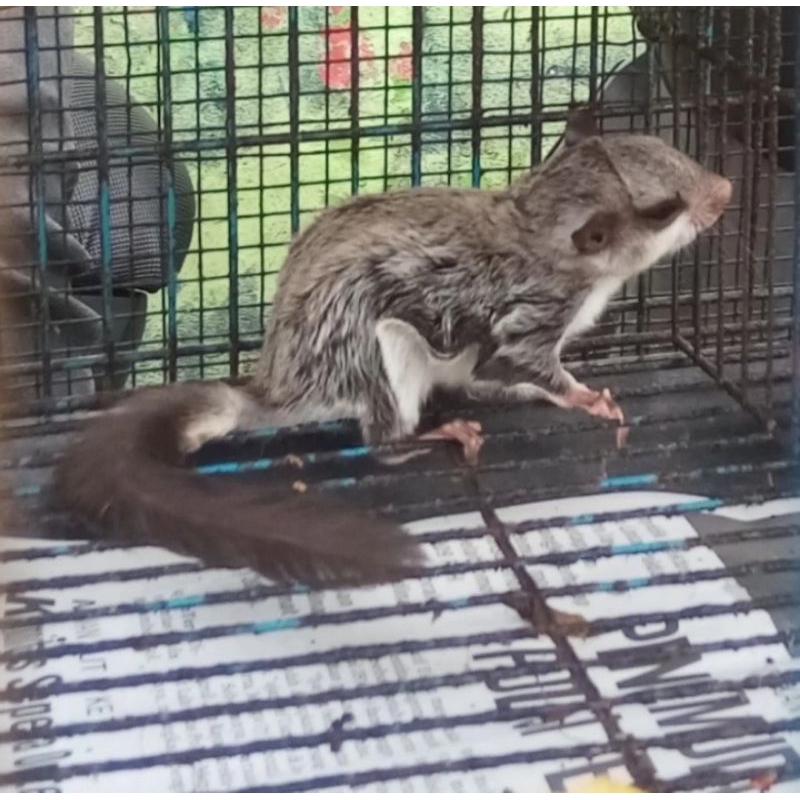 Jual Flying Squirel | Tupaiy Terbang khusus Gojek instan Jakarta/Bekasi ...