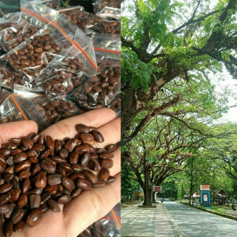 Jual biji pohon trembesi 50 butir ki hujan Samanea Saman (Rain Tree ...