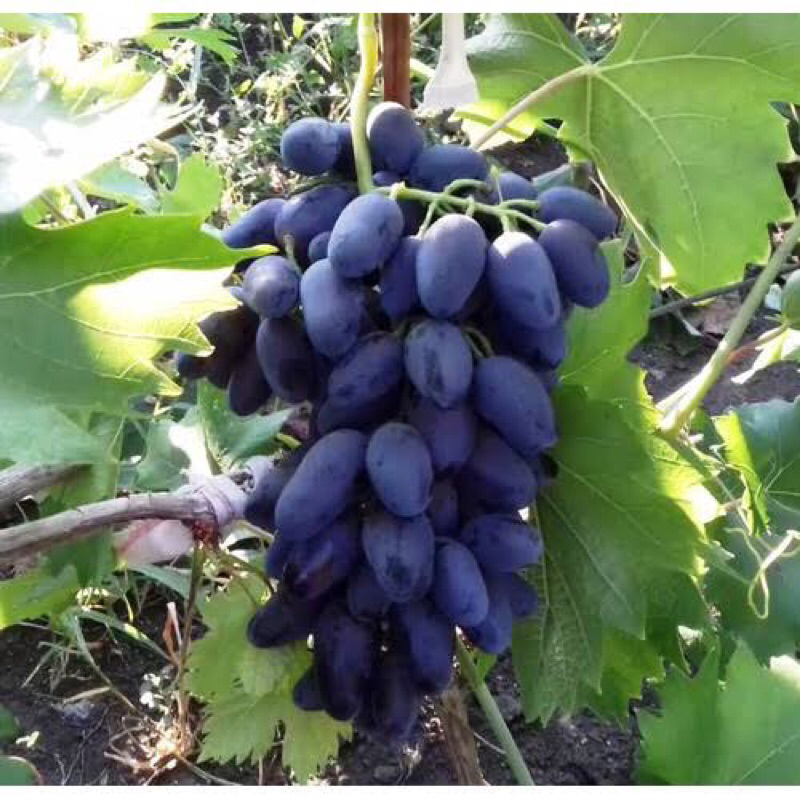 Jual Anggur varian akademik ukuran 25-30 cm | Shopee Indonesia