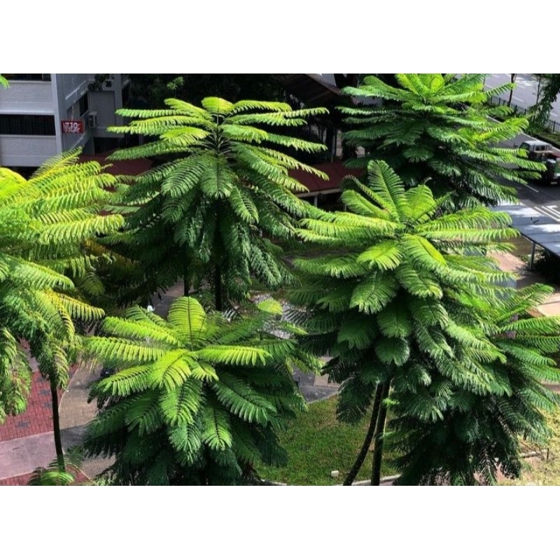 Jual Schizolobium Parahyba - tanaman - solobium - pakis brazil | Shopee ...