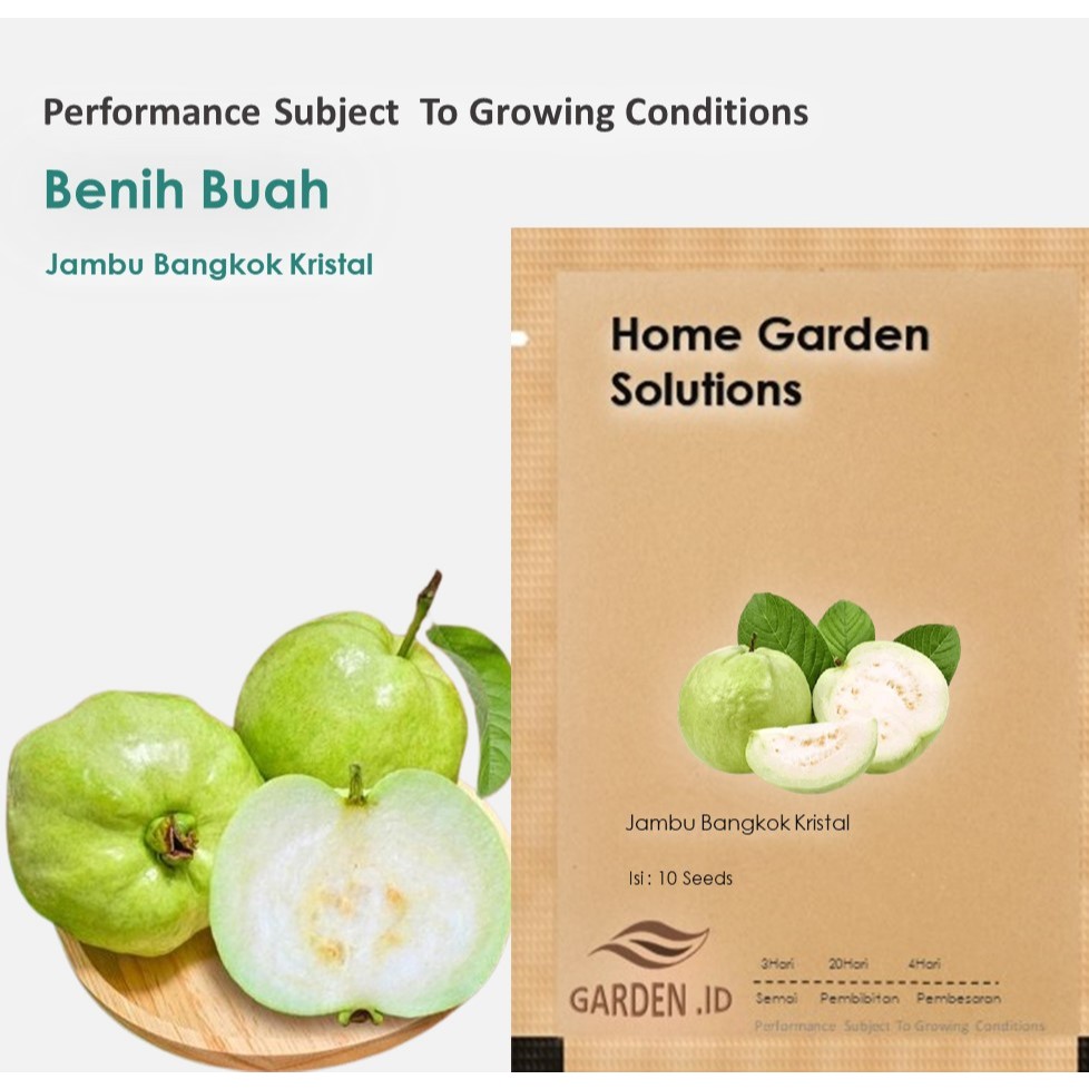 Jual Bibit Benih Buah Jambu Bangkok Kristal ( Isi 10 Biji ) | Shopee ...