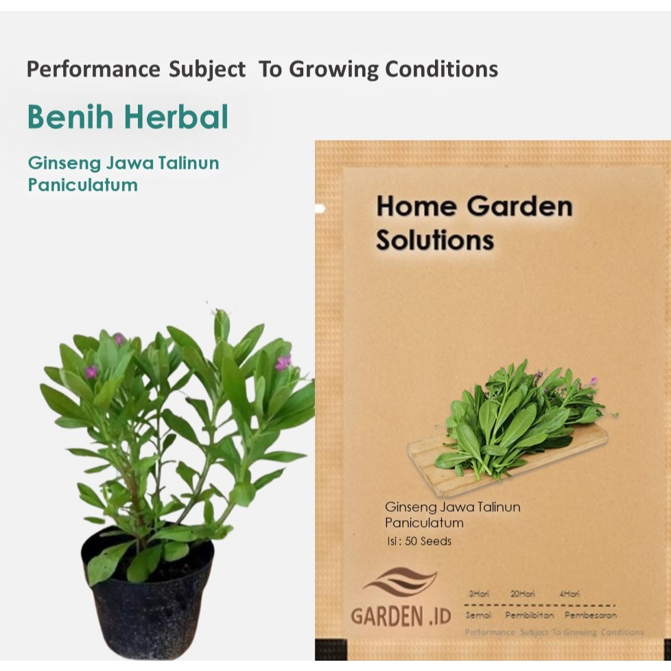 Jual Bibit Benih Ginseng Jawa Talinun Paniculatum Som Jawa Varigata ...
