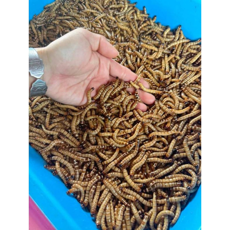 Jual Ulat jerman Premium 500 / seluruh indonesia / pakan burung ...