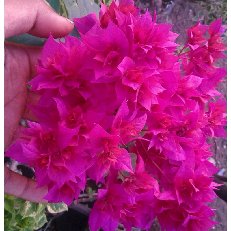 Jual Tanaman Hias Bougenville Bunga Tumpuk Merah Fanta Bougenville