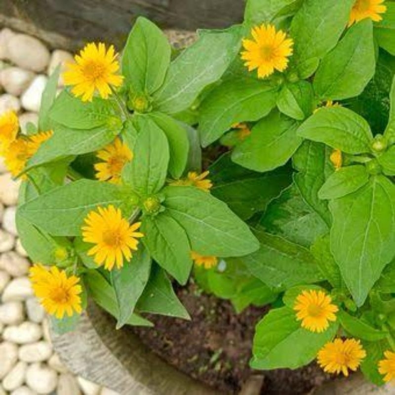 Jual tanaman matahari mini atau kolget | Shopee Indonesia